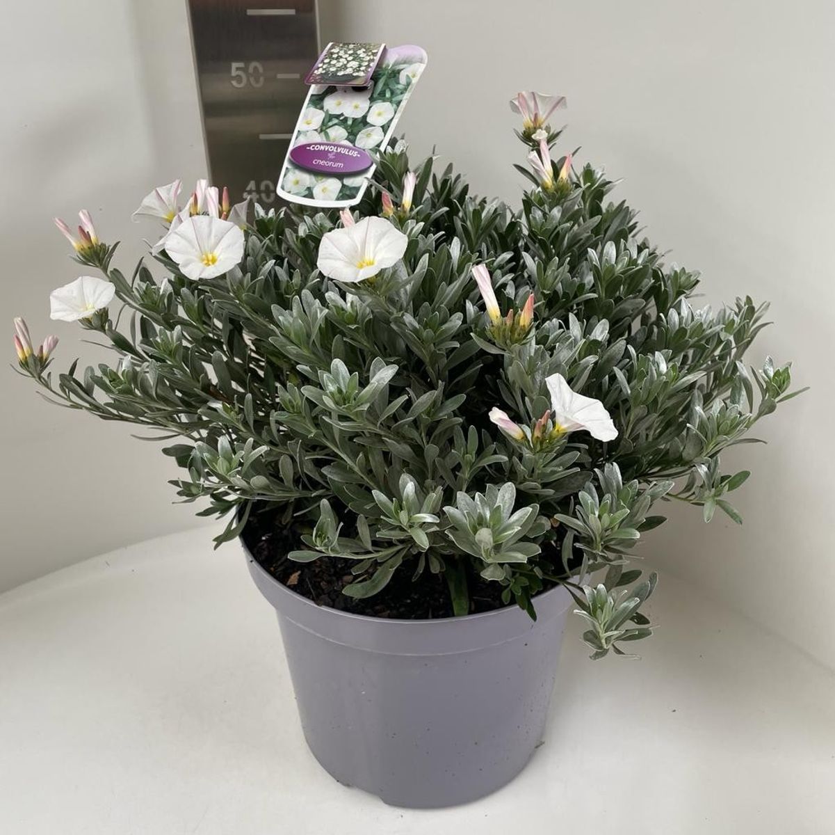 Convolvulus cneorum — Plant Wholesale FlorAccess
