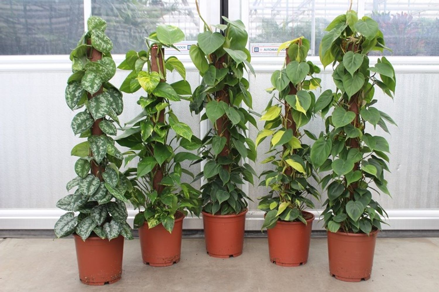 Climbing plants MIX — Plant Wholesale FlorAccess