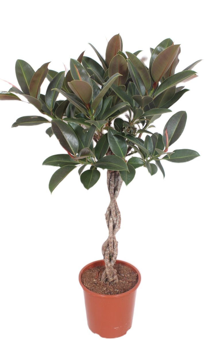 Ficus elastica 'Melany' — Plant Wholesale FlorAccess