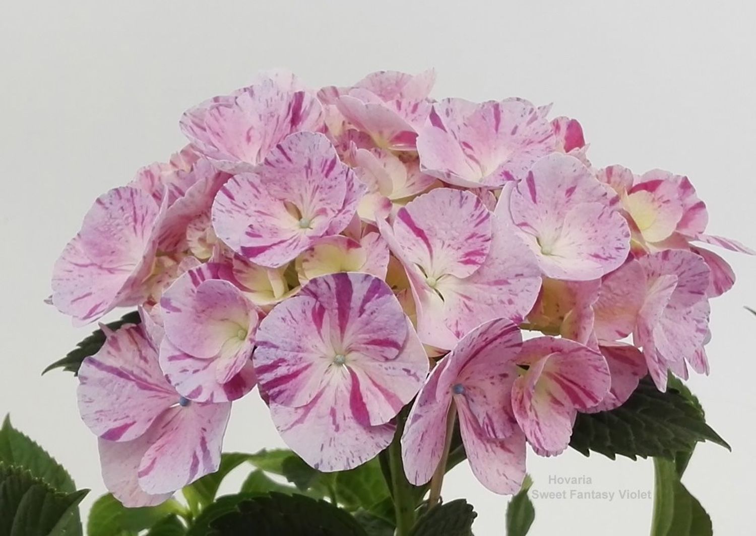 Hydrangea macrophylla HOVARIA SWEET FANTASY VIOLET — Plant Wholesale ...