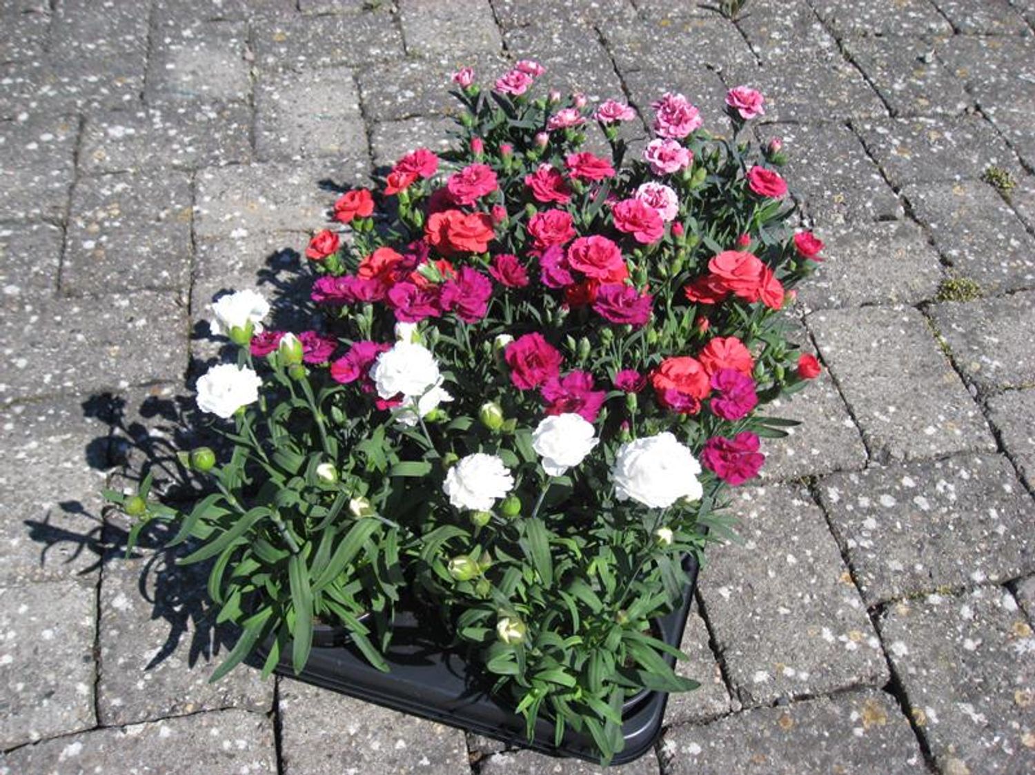 Dianthus OSCAR MIX — Plant Wholesale FlorAccess