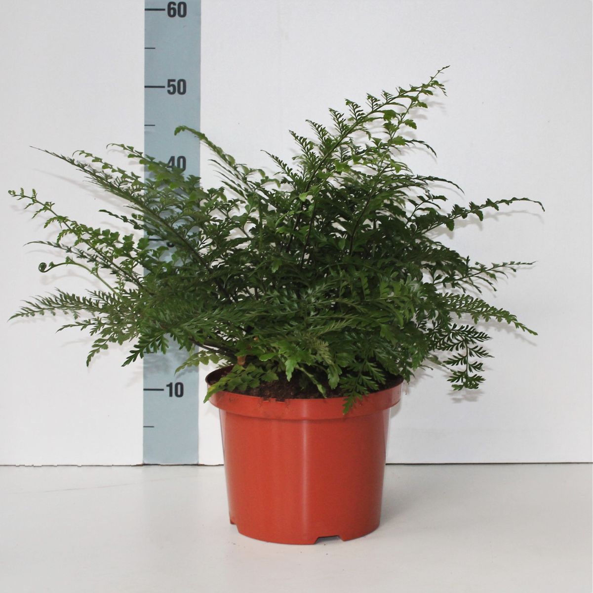 Asplenium 'Parvati' — Рослини оптом FlorAccess