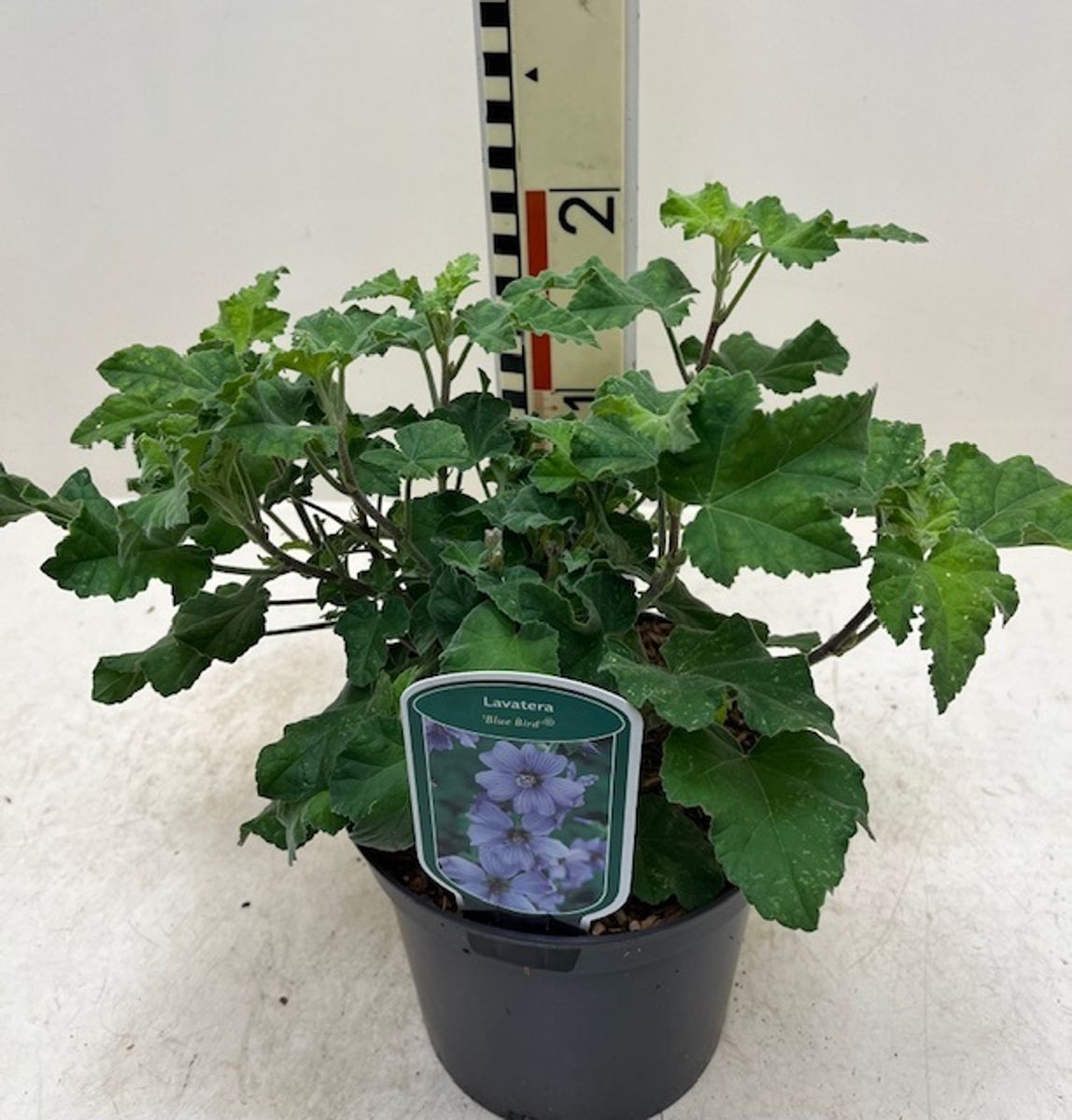 Lavatera BLUE BIRD — Plant Wholesale FlorAccess