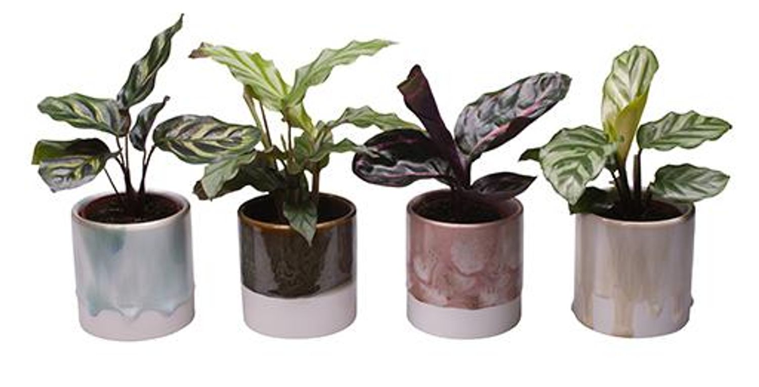 Calathea MIX — Plant Wholesale FlorAccess