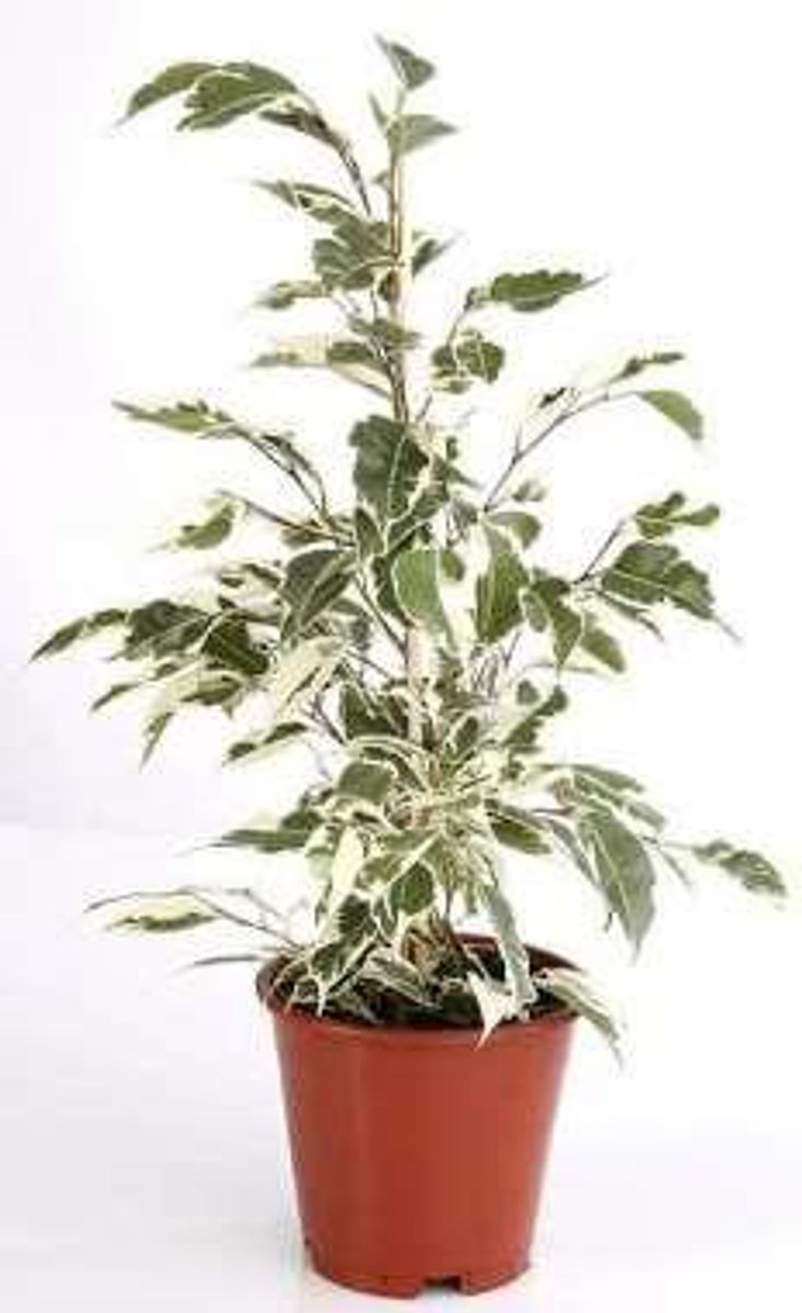 Ficus benjamina 'Starlight' — Plant Wholesale FlorAccess