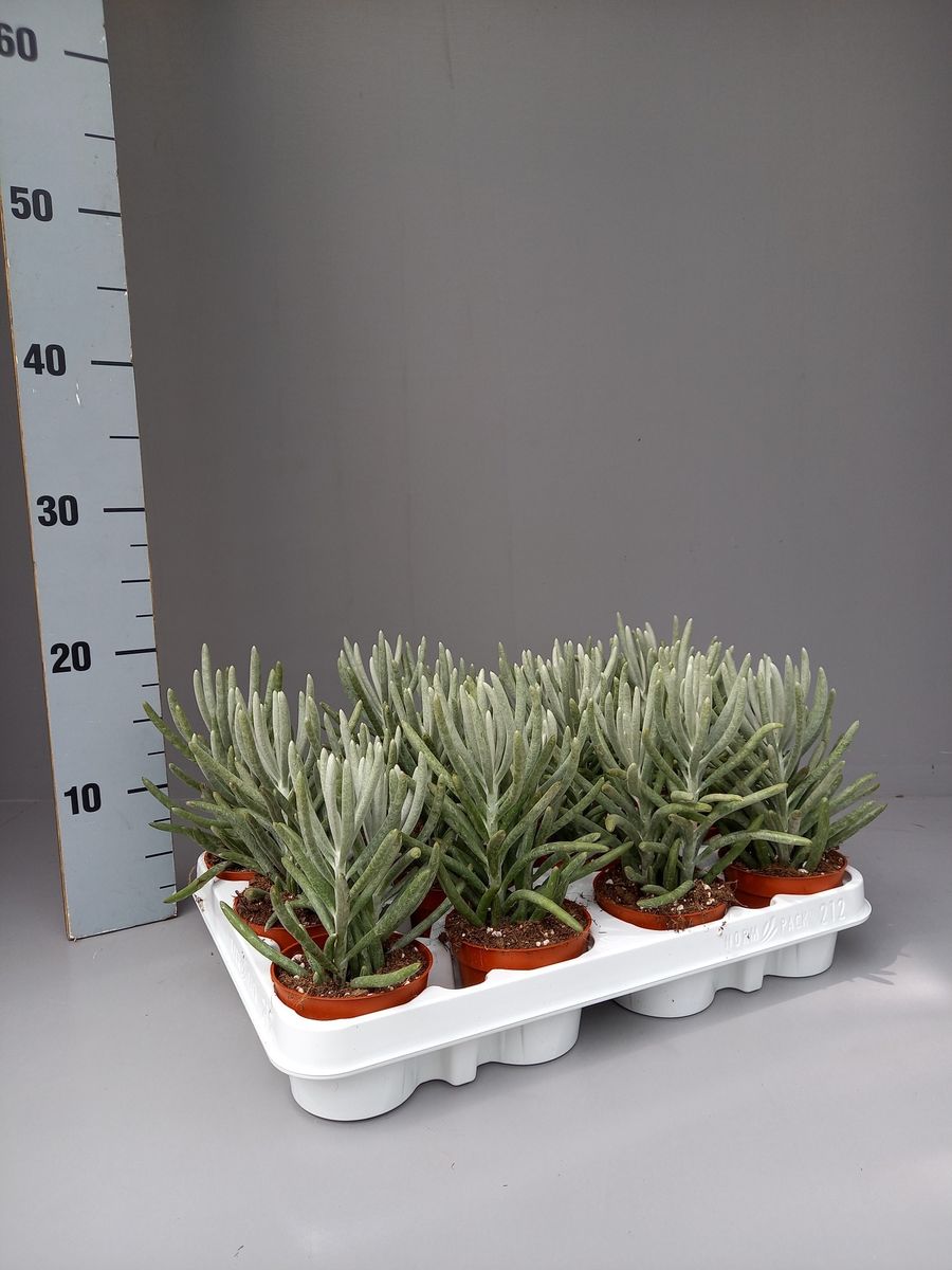 Senecio pyramidatus — Plant Wholesale FlorAccess