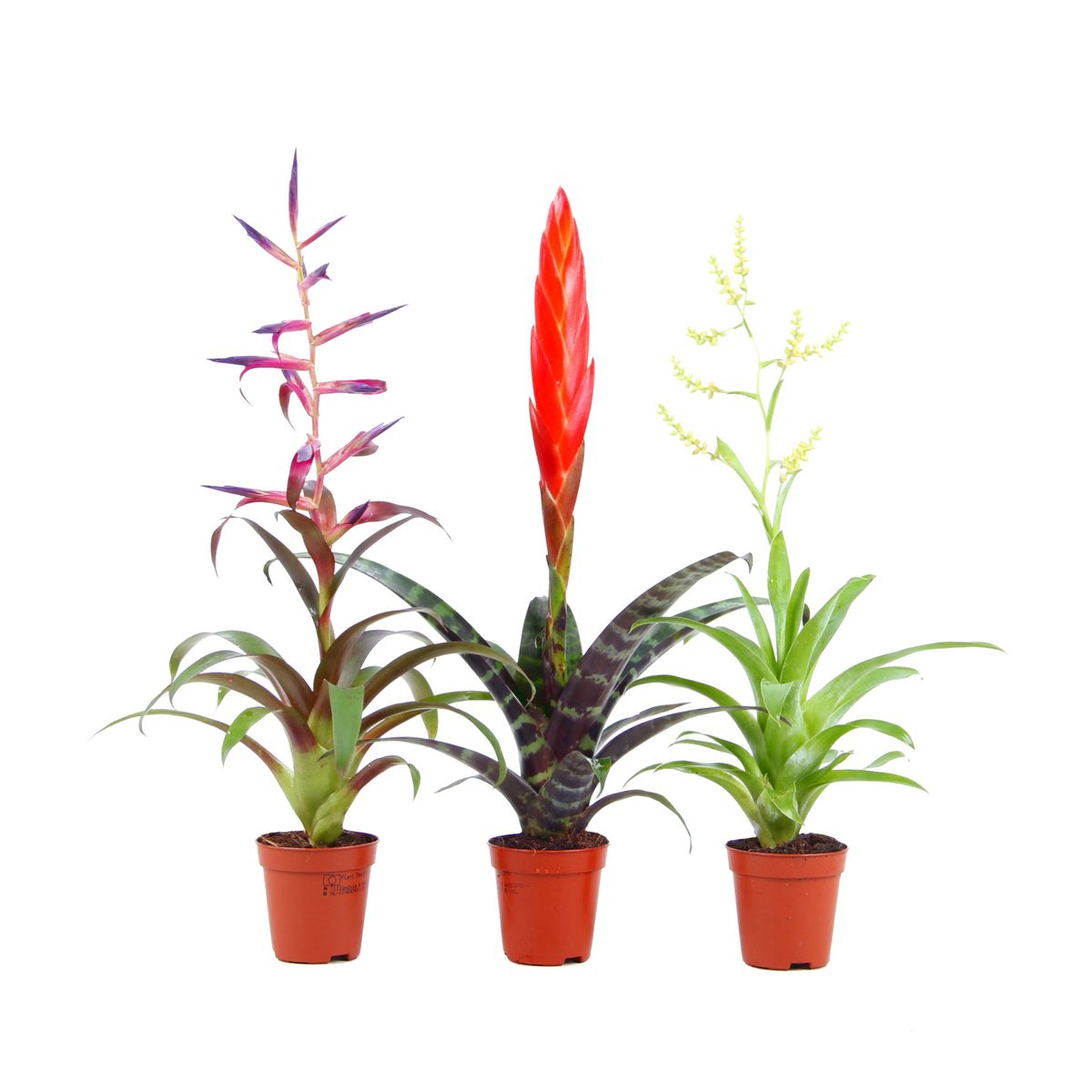 Bromelia MIX — Plant Wholesale FlorAccess