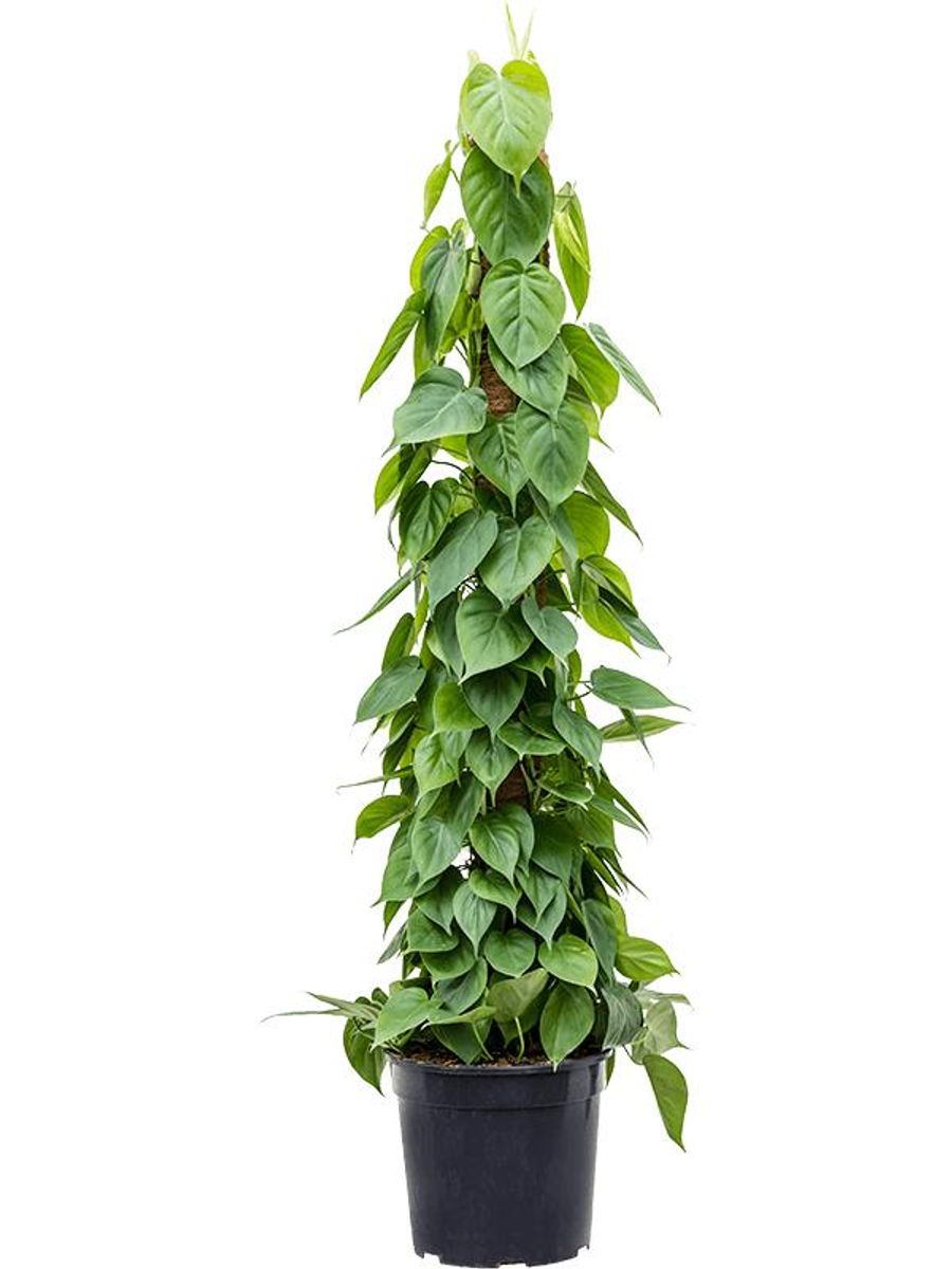 Philodendron scandens — Plant Wholesale FlorAccess