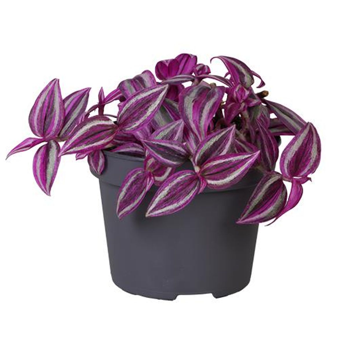 Tradescantia 'Pink Paradise' — Plant Wholesale FlorAccess