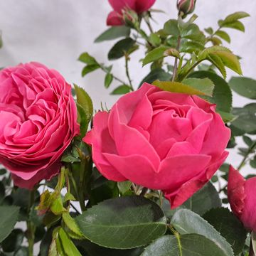 Rosa MIX — Plant Wholesale FlorAccess