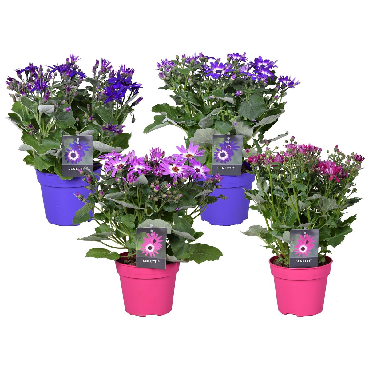 Pericallis SENETTI MIX — Plant Wholesale FlorAccess
