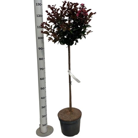 Lagerstroemia indica 'Coral Magic' — Plant Wholesale FlorAccess