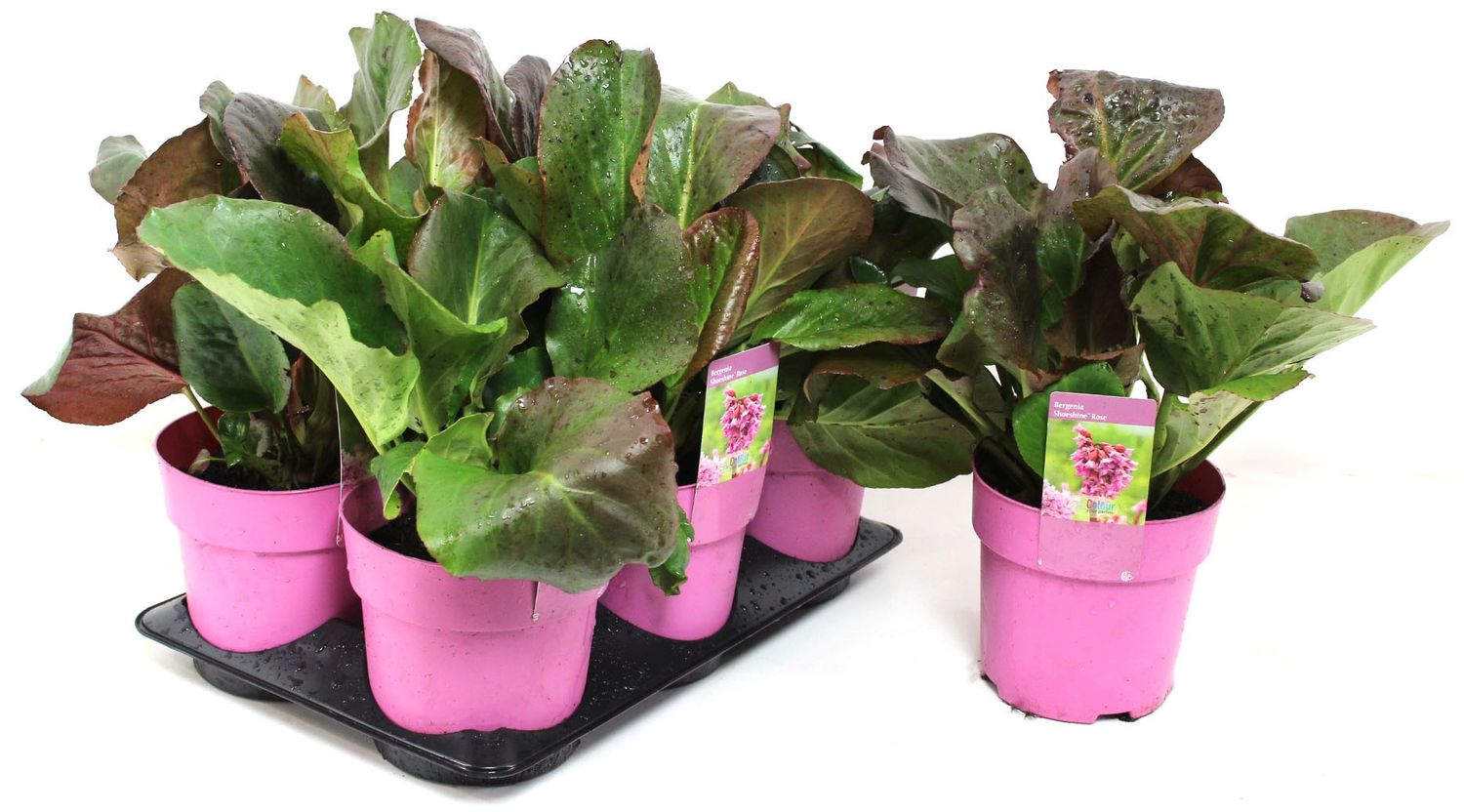 Bergenia cordifolia SHOESHINE ROSE — Растения Оптовая FlorAccess
