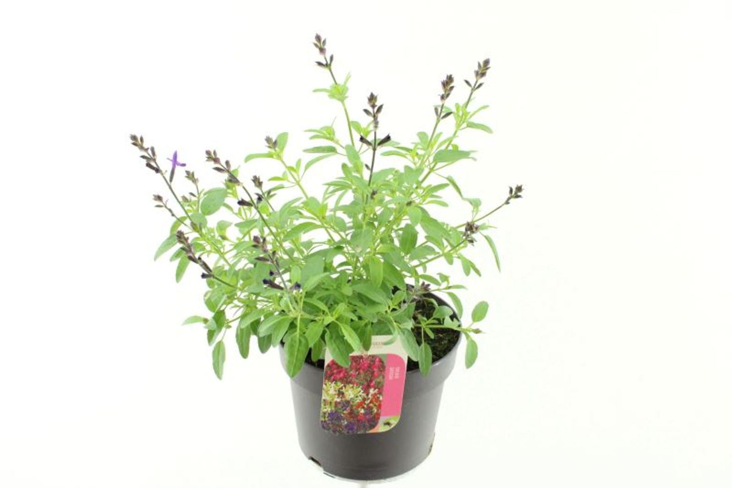 Salvia greggii MIRAGE BLUE — Plant Wholesale FlorAccess