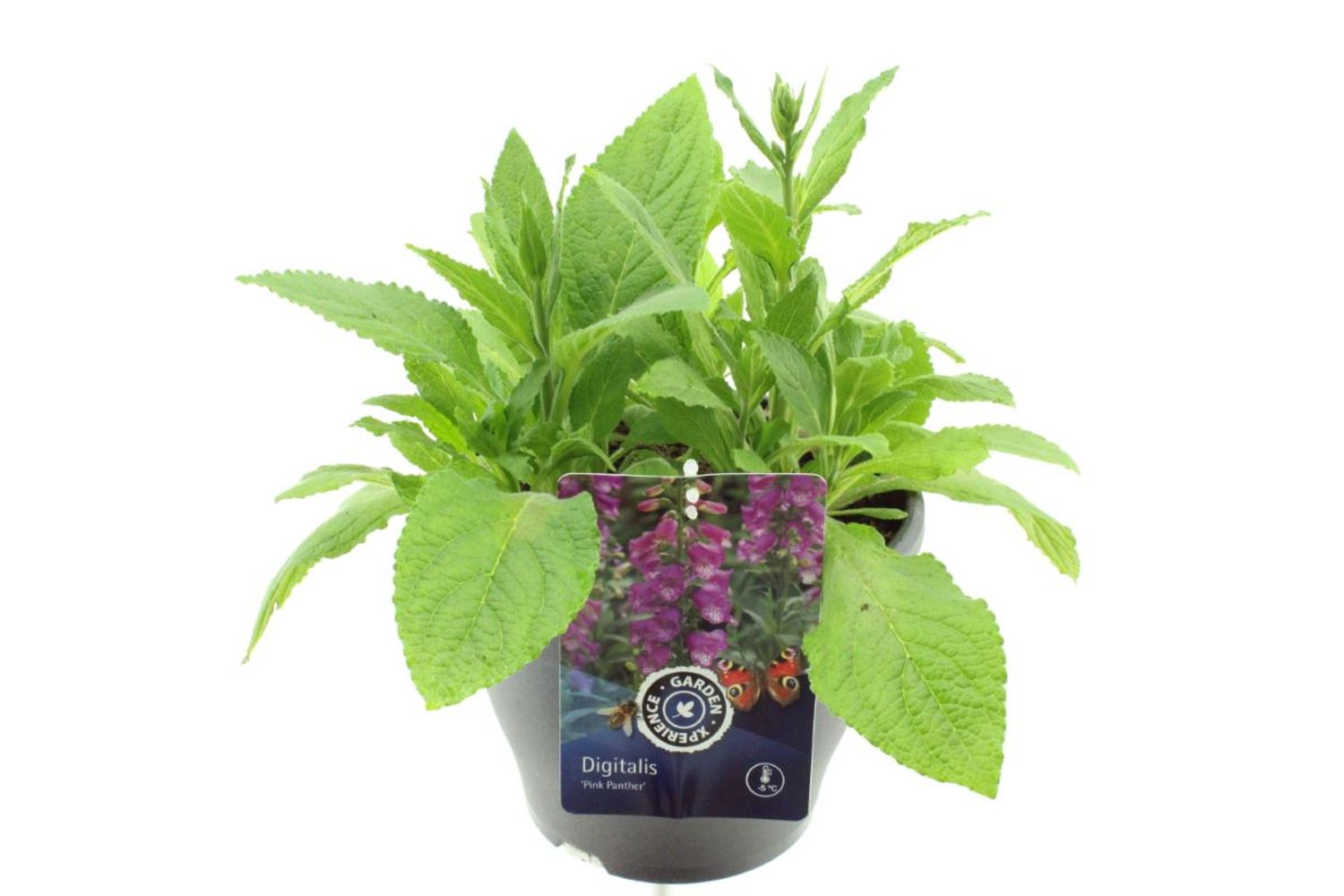 Digitalis PINK PANTHER — Plant Wholesale FlorAccess