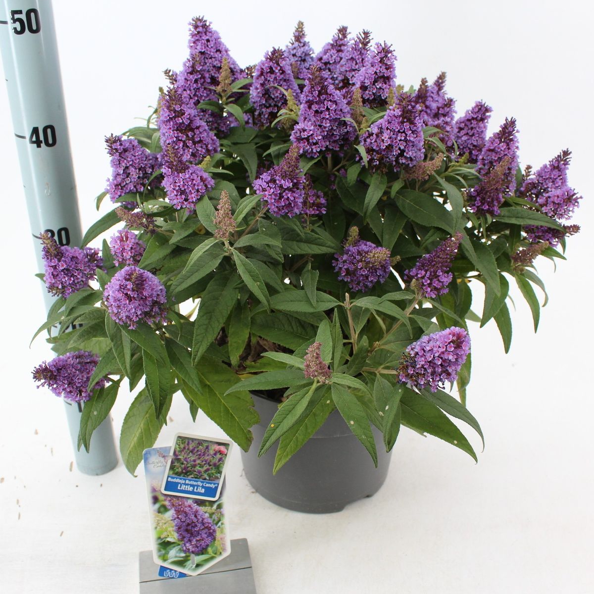Buddleja davidii BUTTERFLY CANDY LITTLE LILA — Plant Wholesale FlorAccess