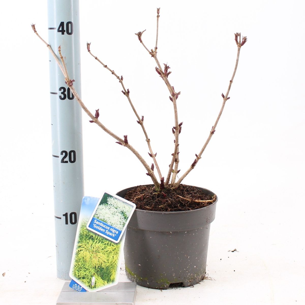 Sambucus nigra 'Golden Spark' — Plant Wholesale FlorAccess