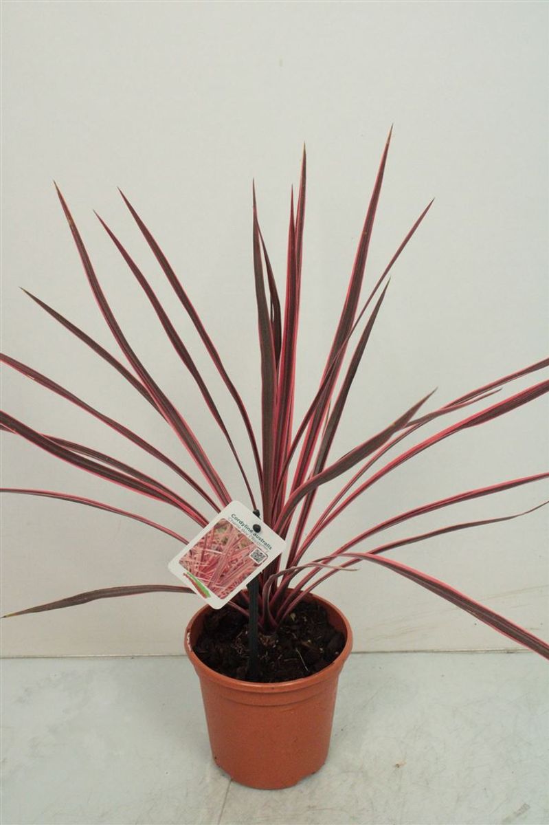 Cordyline australis CHARLIE BOY — Plant Wholesale FlorAccess