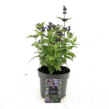 Nepeta NEPTUNE — Plant Wholesale FlorAccess