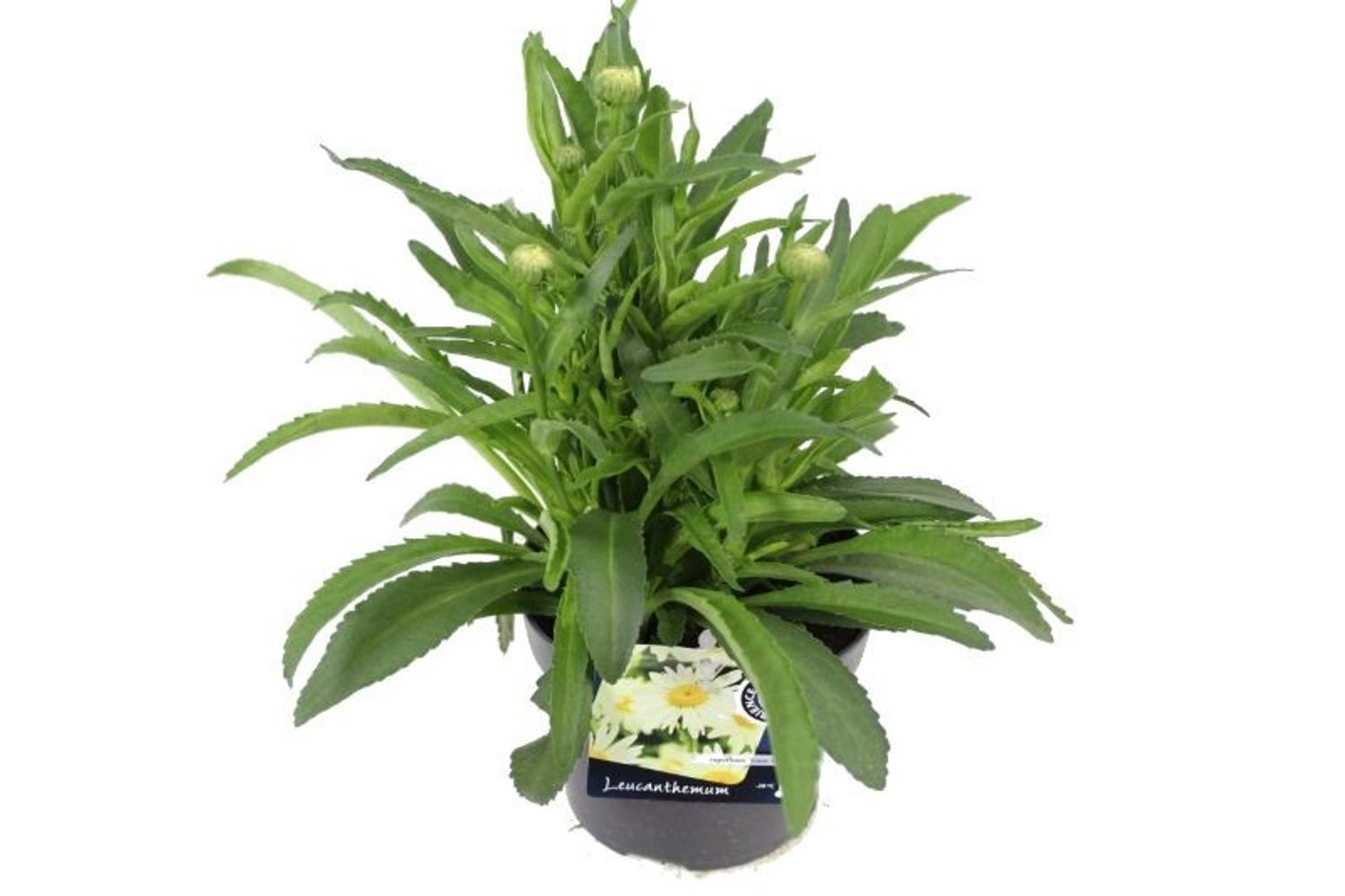 Leucanthemum x superbum 'Snow Lady' — Plant Wholesale FlorAccess