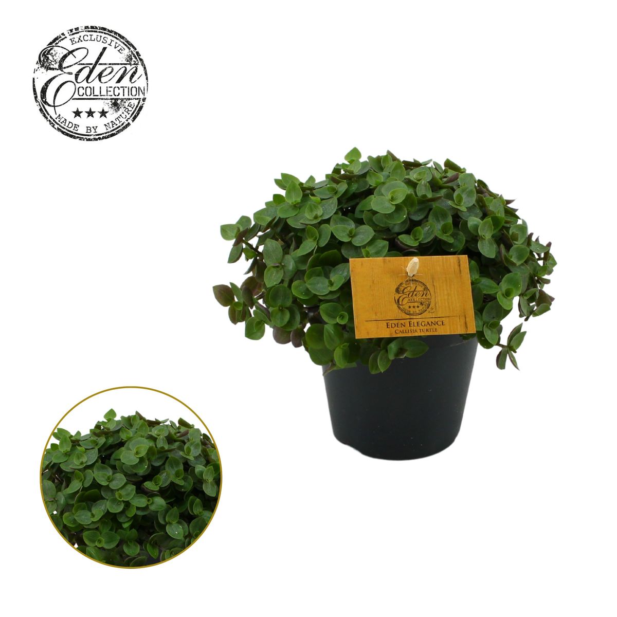 Callisia 'Turtle' — Plant Wholesale FlorAccess
