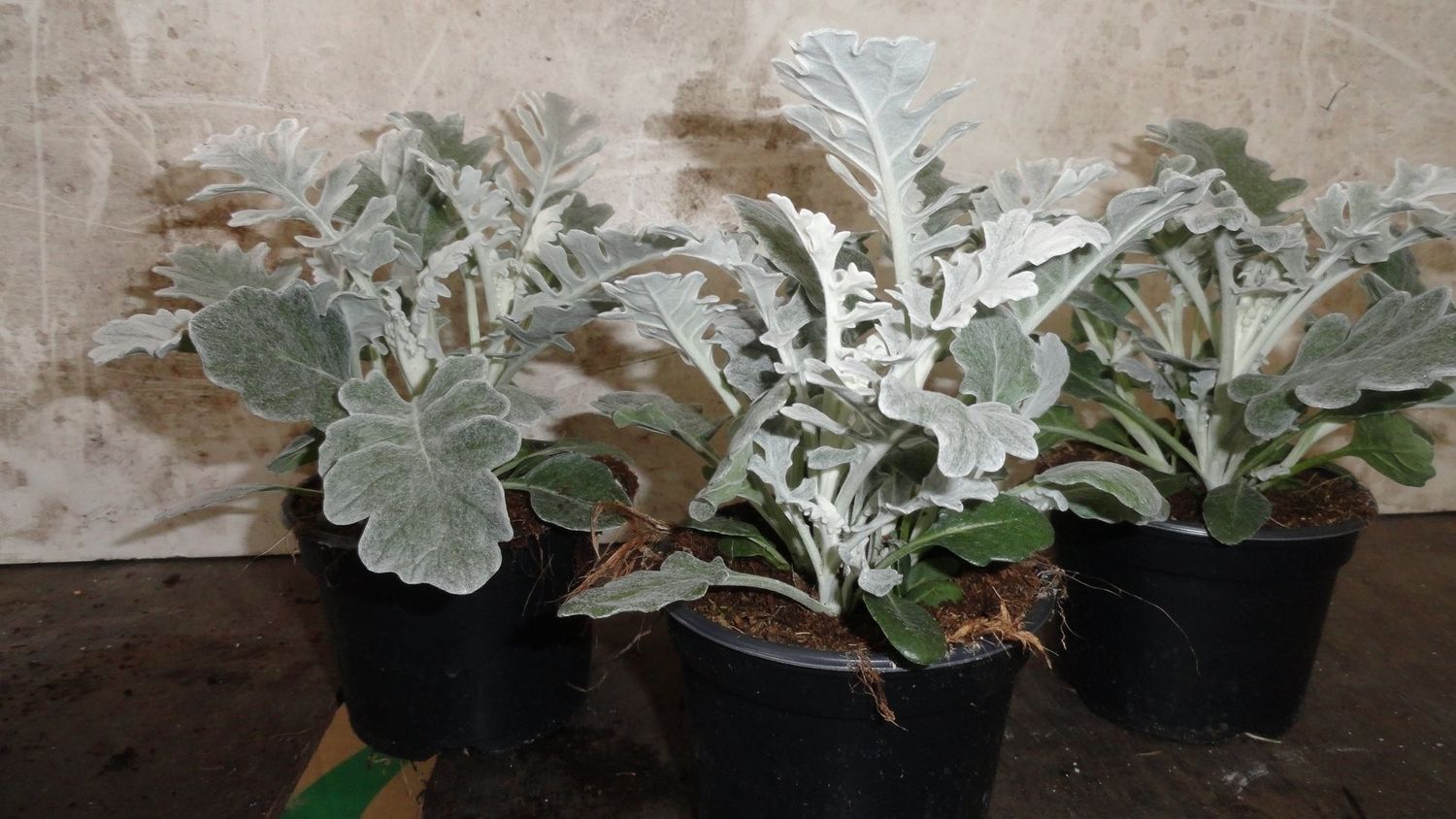 Senecio maritimus — Plant Wholesale FlorAccess