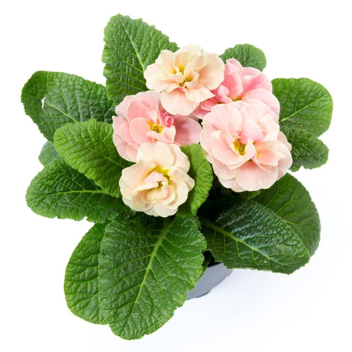 Primula 'Princess Mandarin' — Plant Wholesale FlorAccess