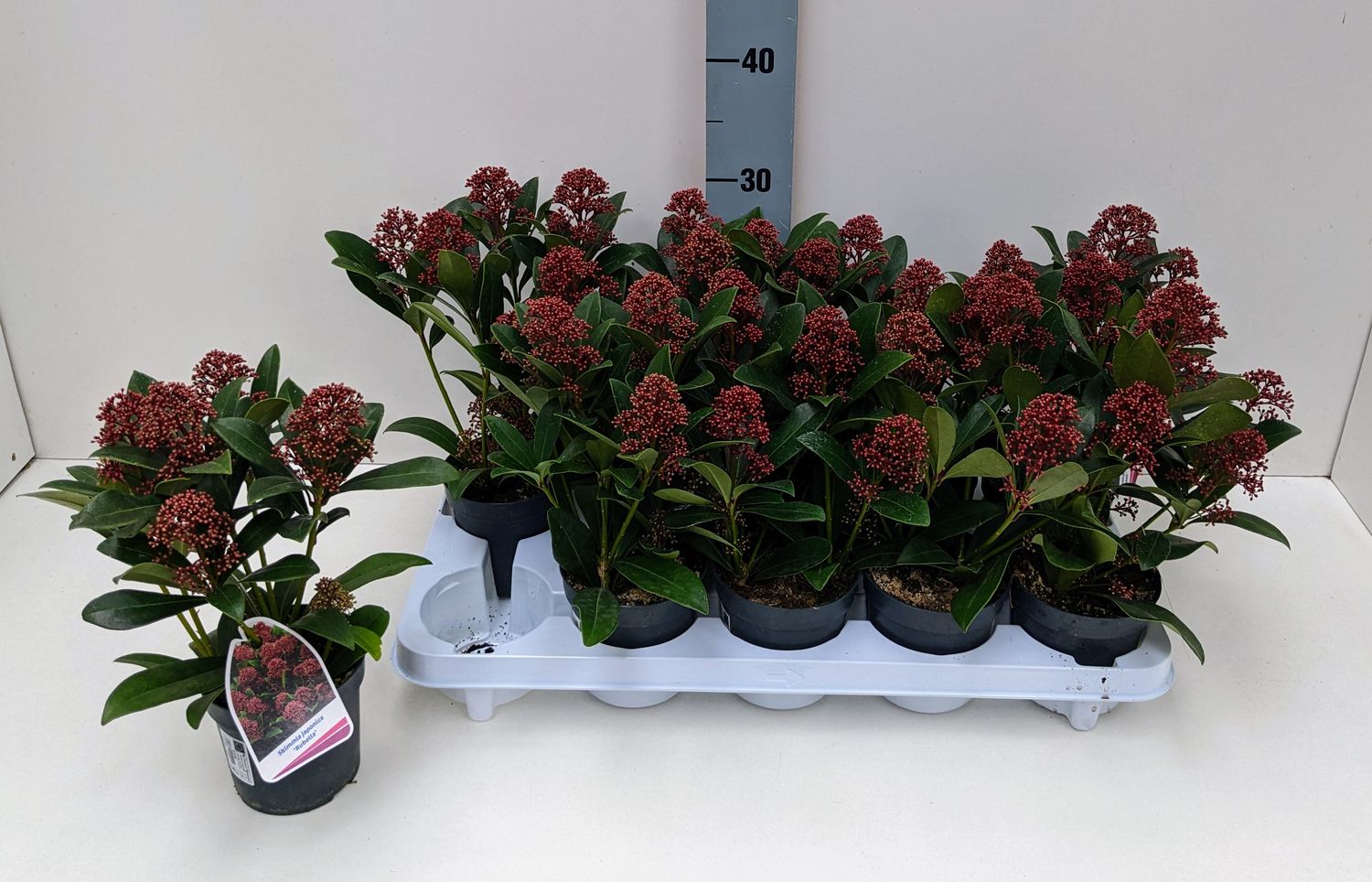 Skimmia japonica 'Rubella' — Plant Wholesale FlorAccess