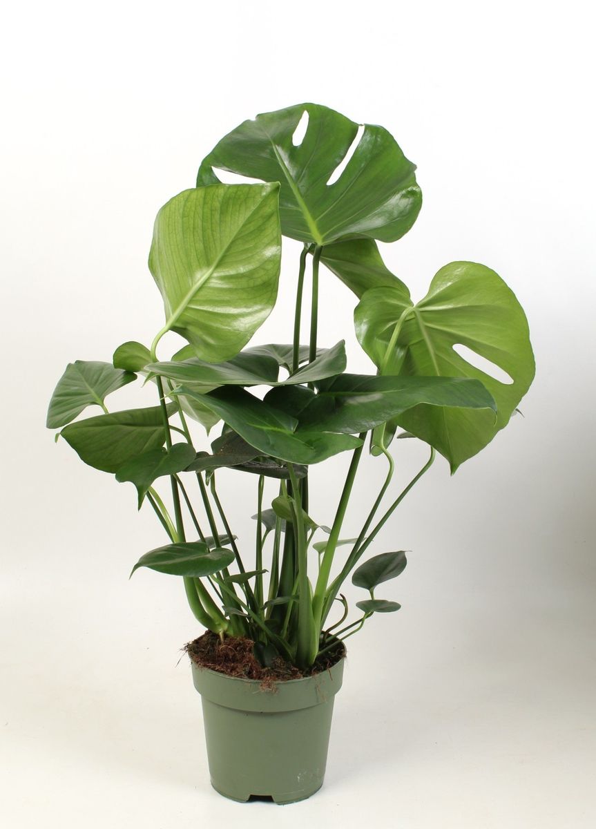 Monstera deliciosa — Plant Wholesale FlorAccess