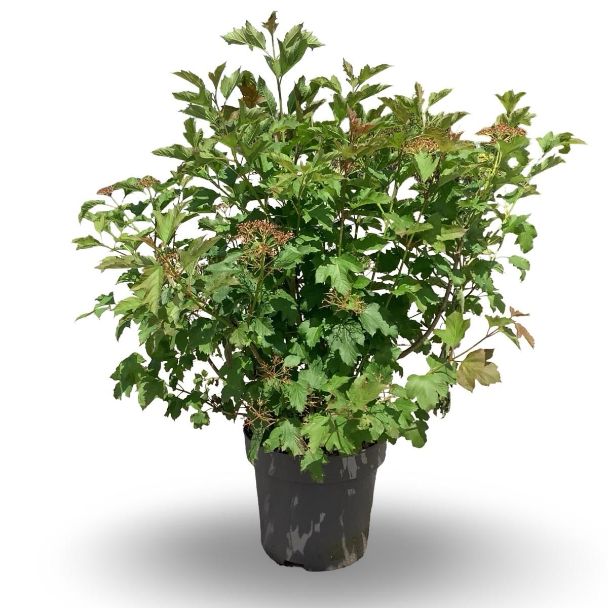 Viburnum opulus 'Compactum' — Plant Wholesale FlorAccess