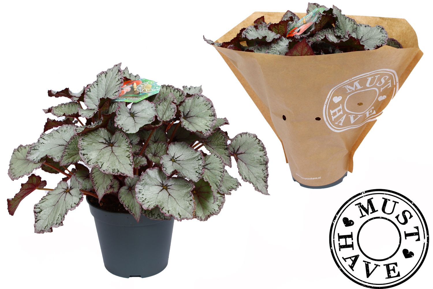 Begonia 'Silver Mist' — Plant Wholesale FlorAccess
