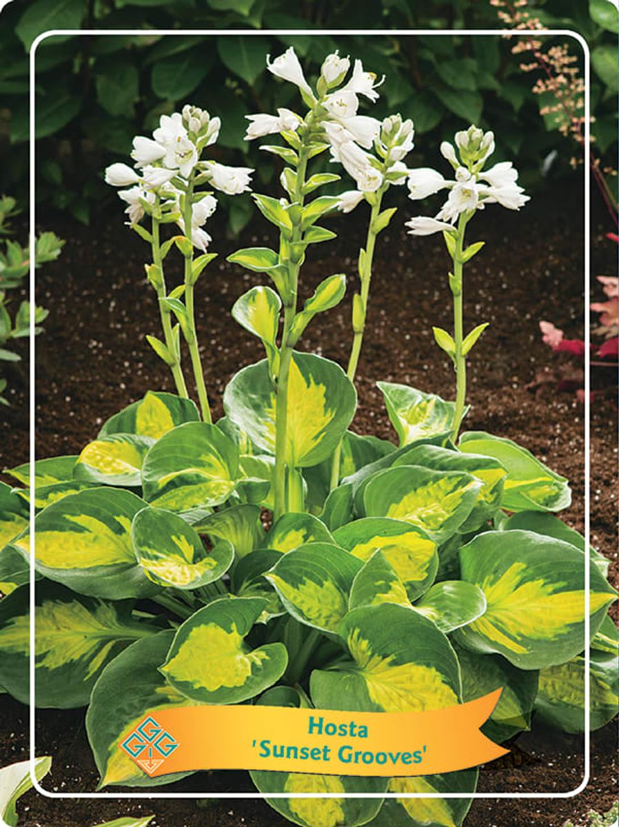 Hosta 'Sunset Grooves' — Plant Wholesale FlorAccess
