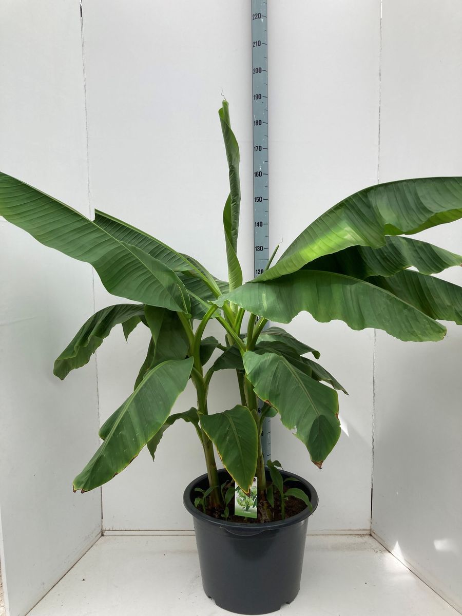 Musa basjoo — Plant Wholesale FlorAccess