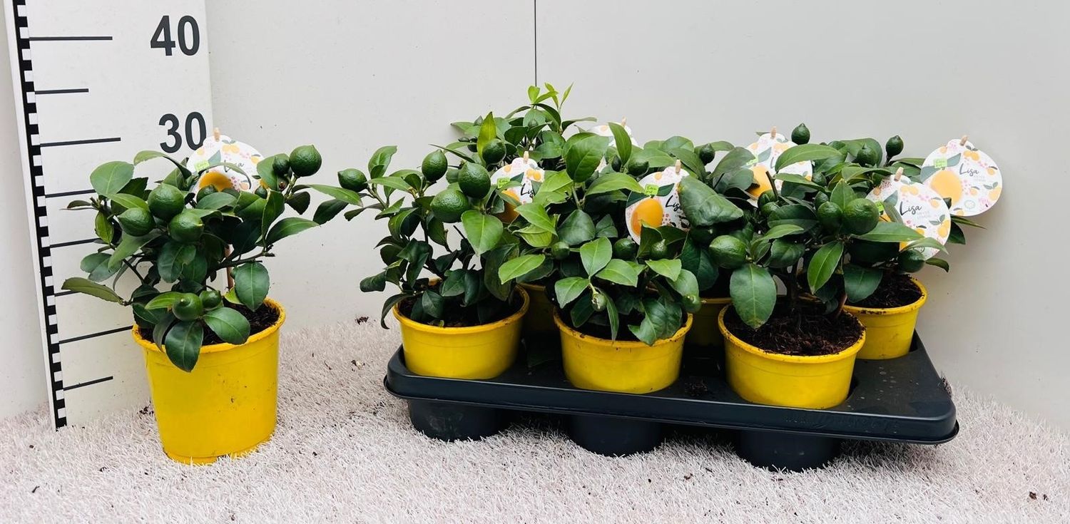 Citrus x meyeri 'Meyer' — Plant Wholesale FlorAccess