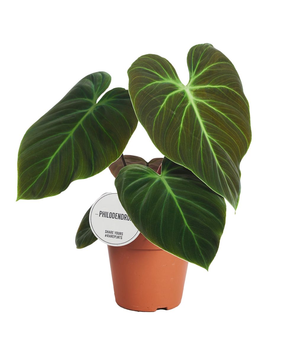 Philodendron 'El Choco Red' — Plant Wholesale FlorAccess