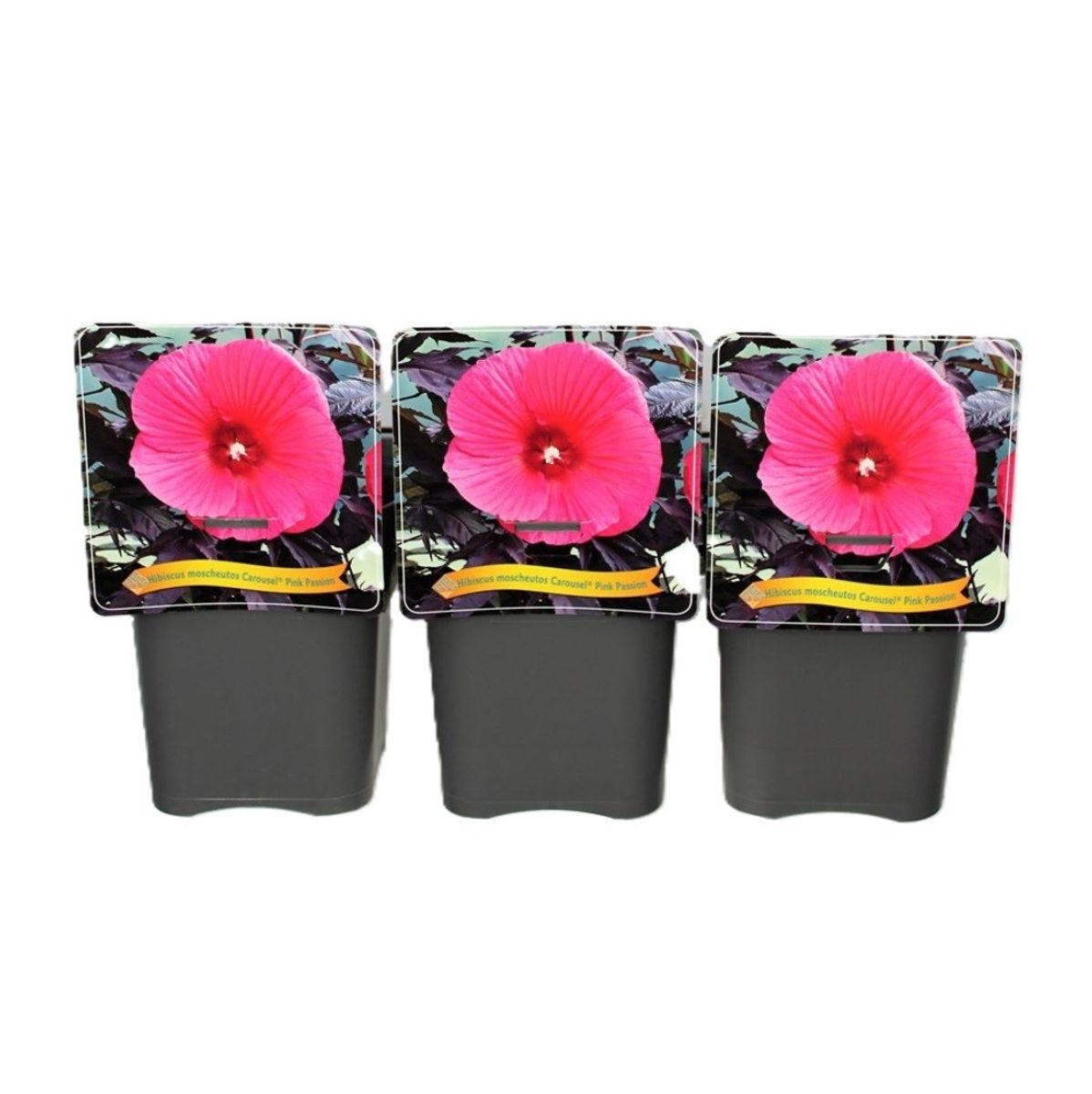 Hibiscus moscheutos CAROUSEL PINK PASSION — Grossiste en Plantes FlorAccess