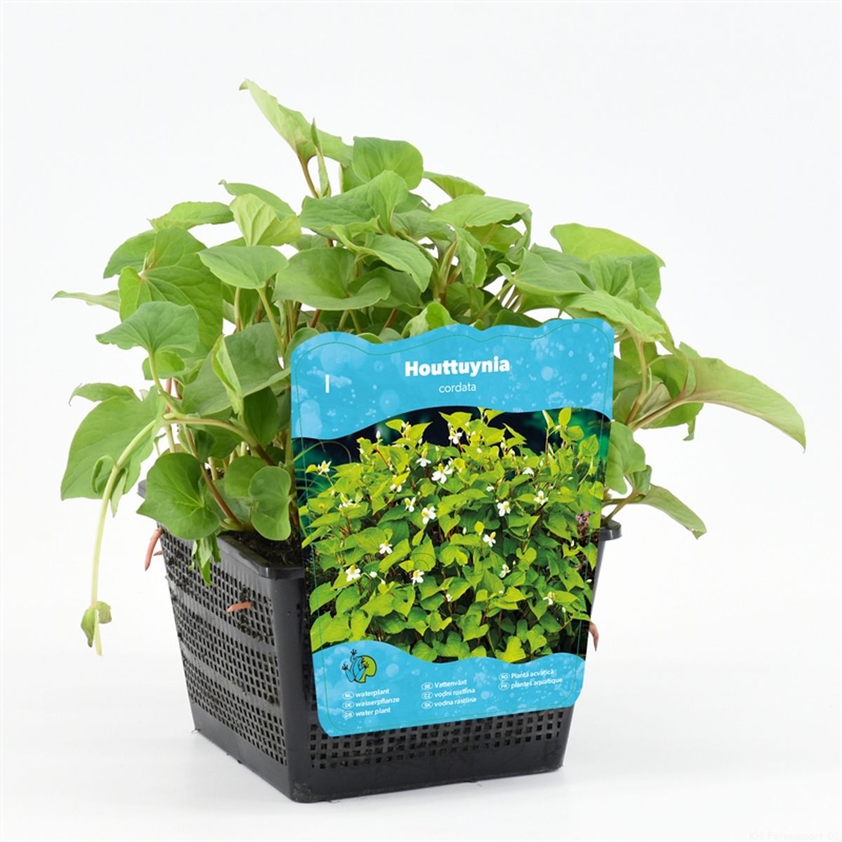Houttuynia cordata — Рослини оптом FlorAccess