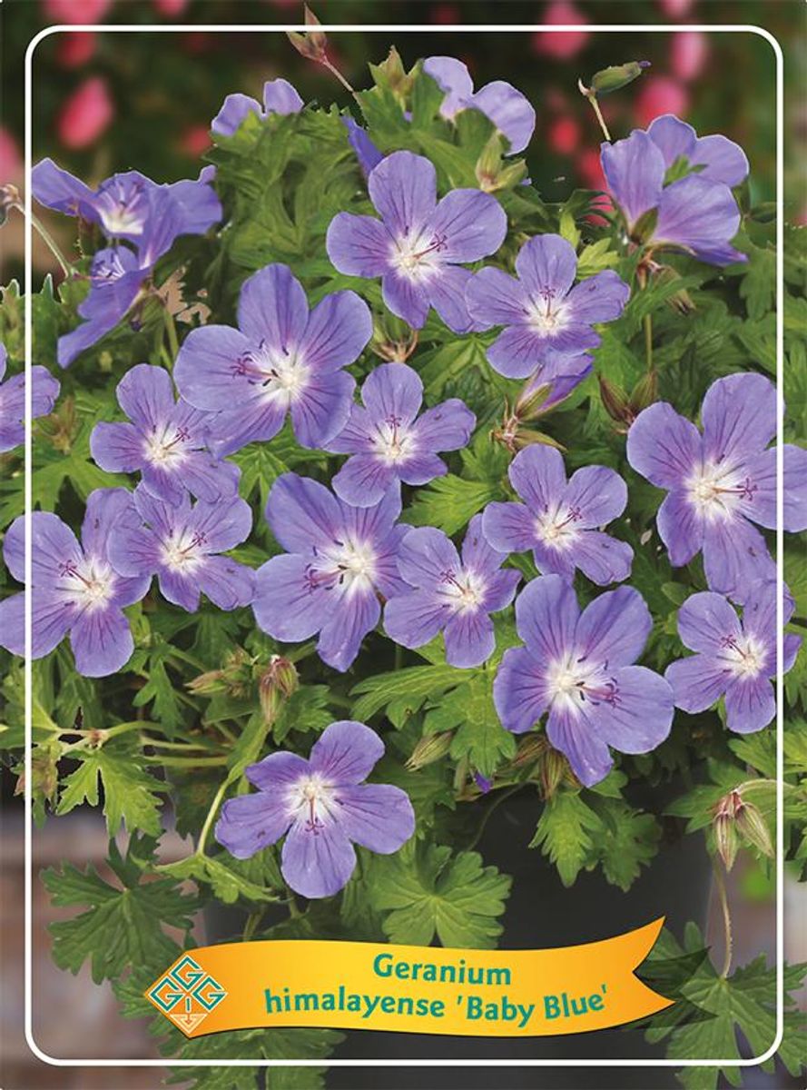 Geranium himalayense 'Baby Blue' — Plant Wholesale FlorAccess