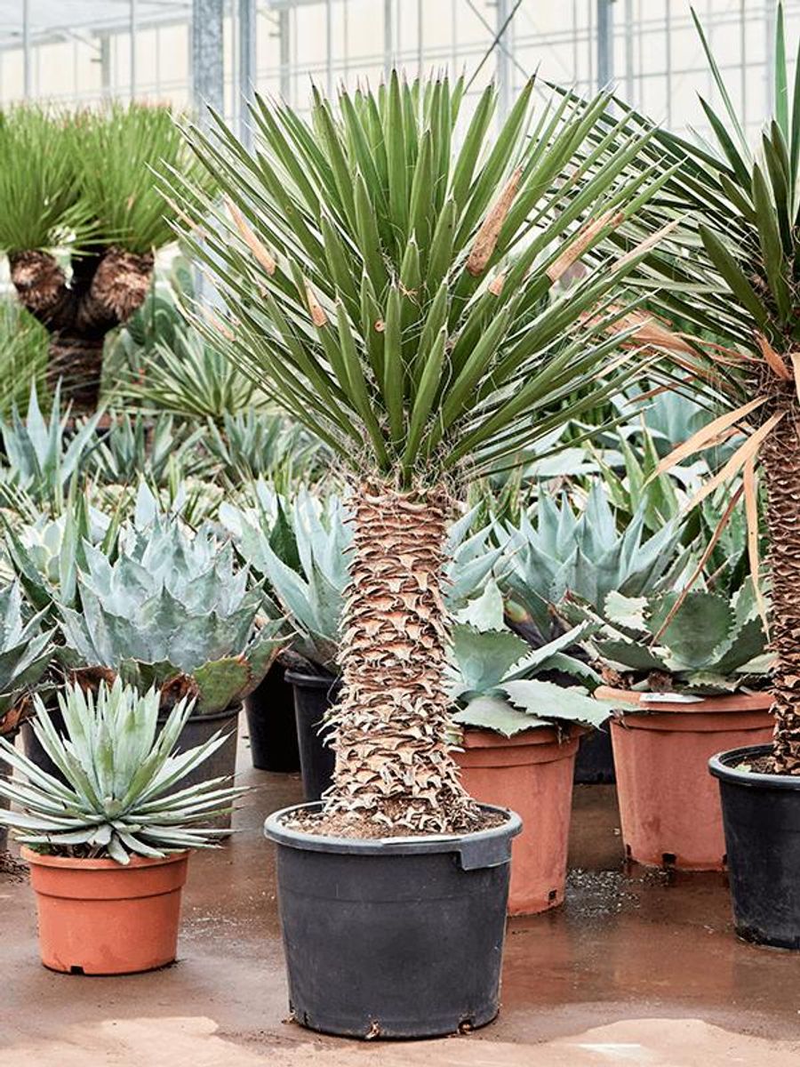 Yucca filifera — Рослини оптом FlorAccess