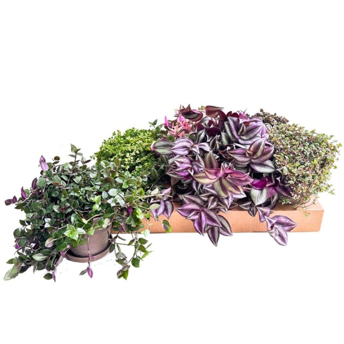 Houseplants MIX — Plant Wholesale FlorAccess