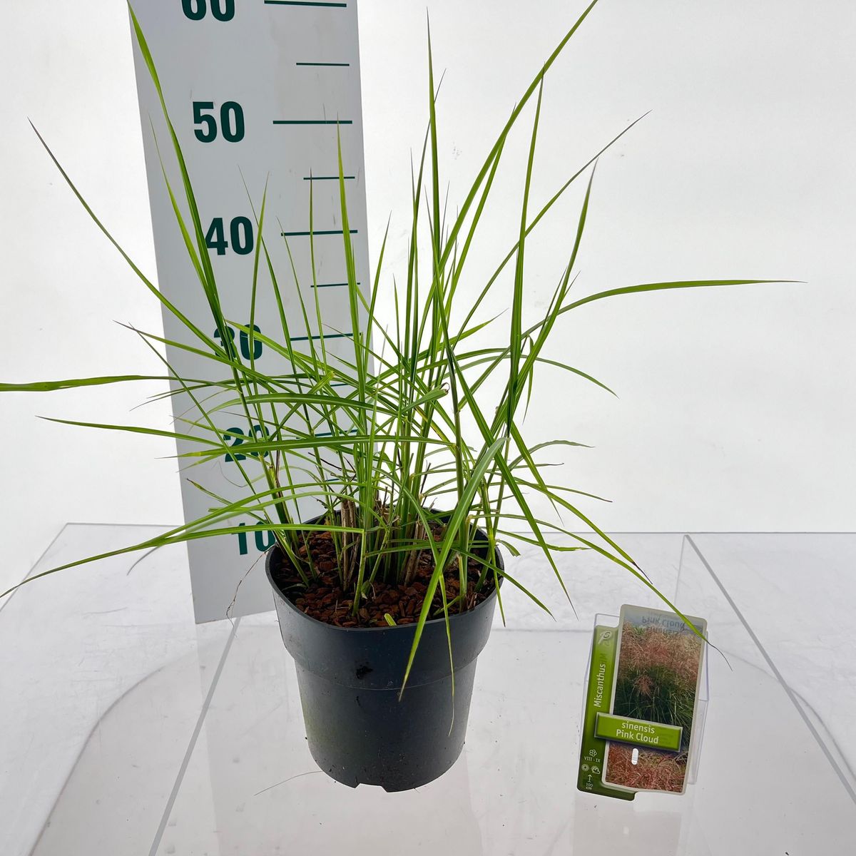 Miscanthus sinensis PINK CLOUD — Plant Wholesale FlorAccess