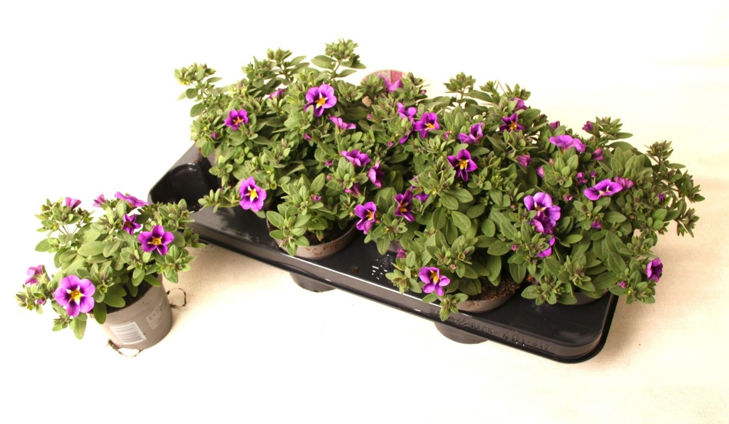 Calibrachoa CABARET BUMBLE BEE BLUE — Toptan Bitki Satışı FlorAccess