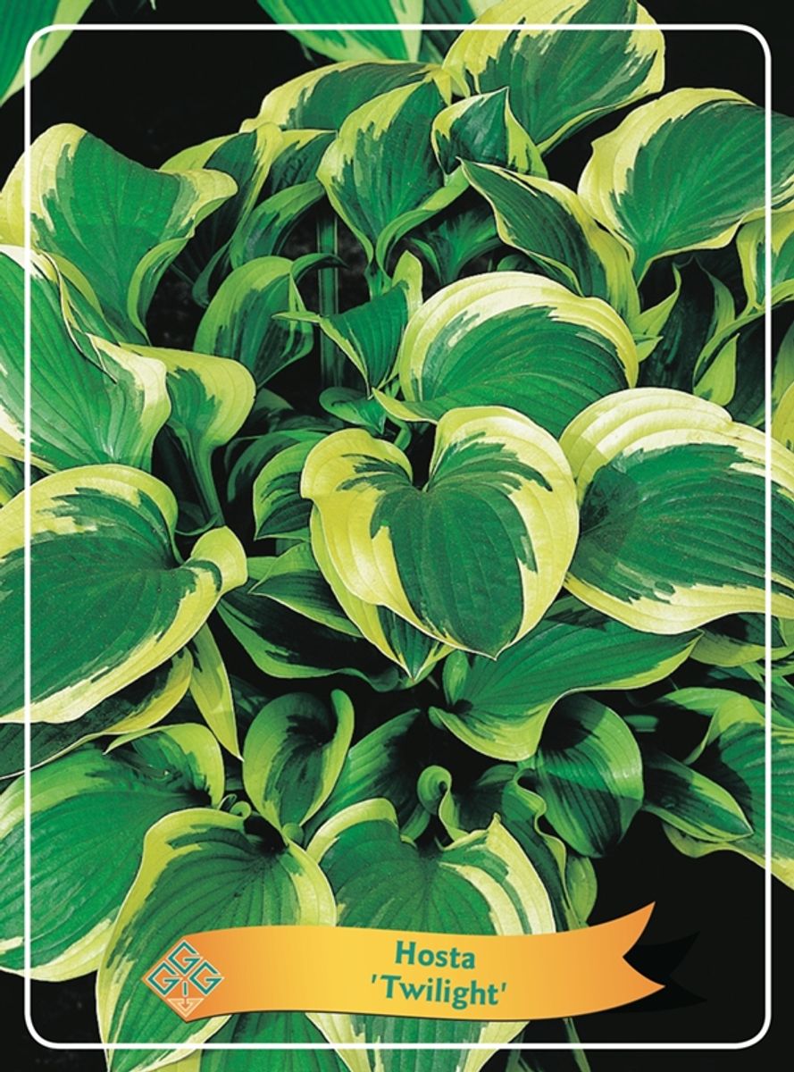Hosta 'Twilight' — Plant Wholesale FlorAccess