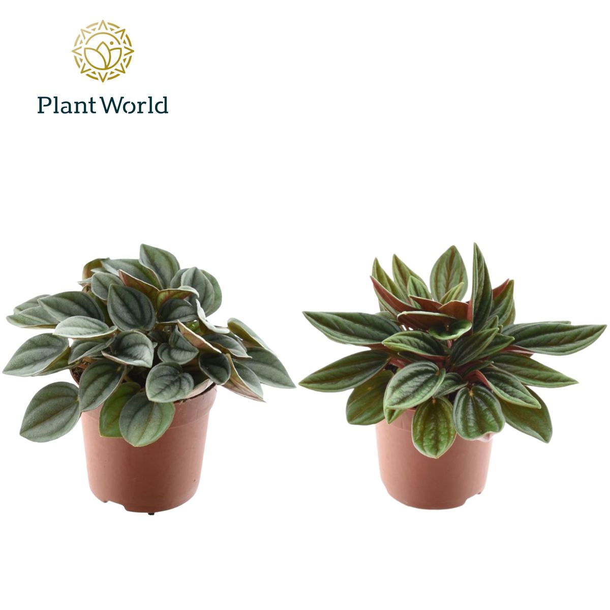 Peperomia MIX — Plant Wholesale FlorAccess
