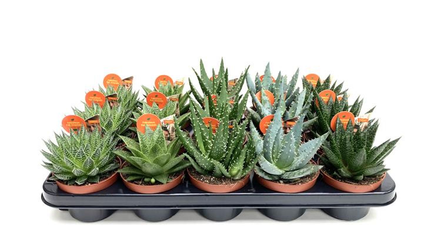 Aloe MIX — Plant Wholesale FlorAccess