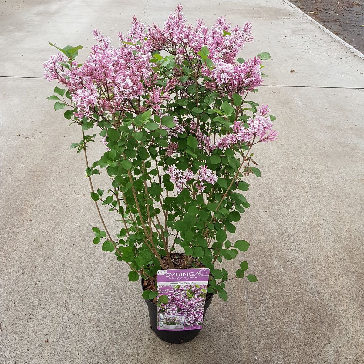 Syringa 'Red Pixie' — Plant Wholesale FlorAccess