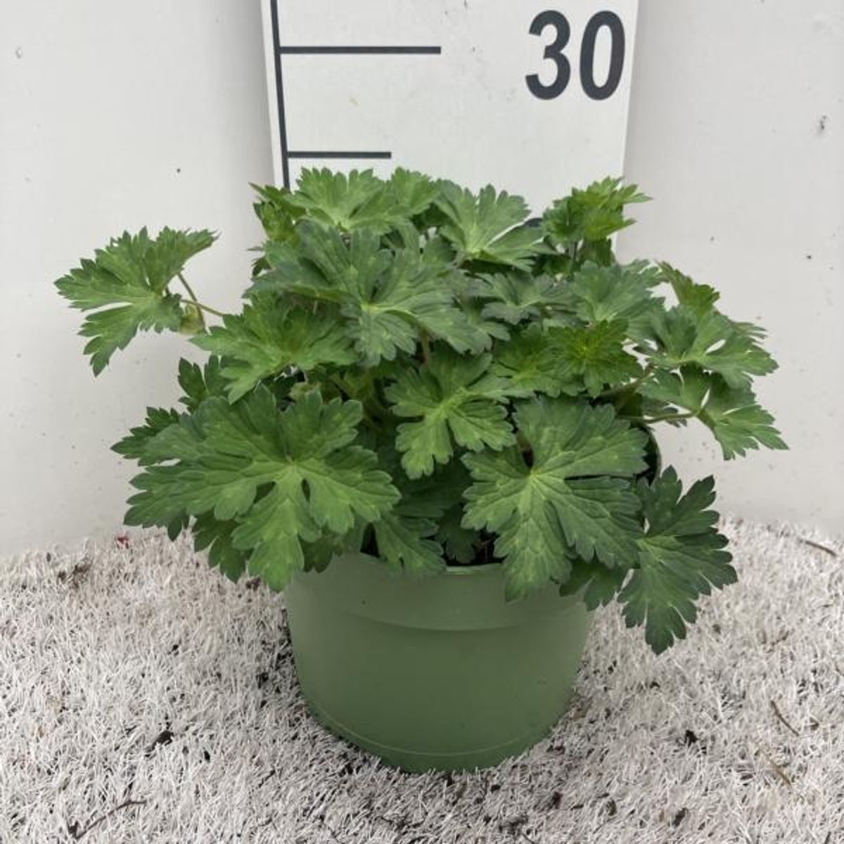 Geranium ROZANNE — Plant Wholesale FlorAccess