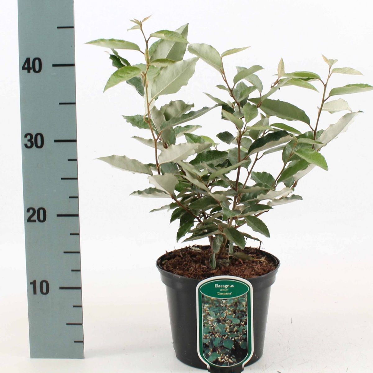 Elaeagnus x ebbingei 'Compacta' — Plant Wholesale FlorAccess