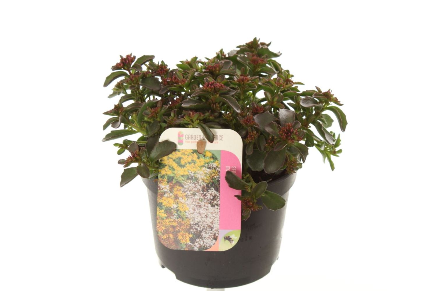 Sedum spurium SPOT ON DEEP ROSE — Plant Wholesale FlorAccess