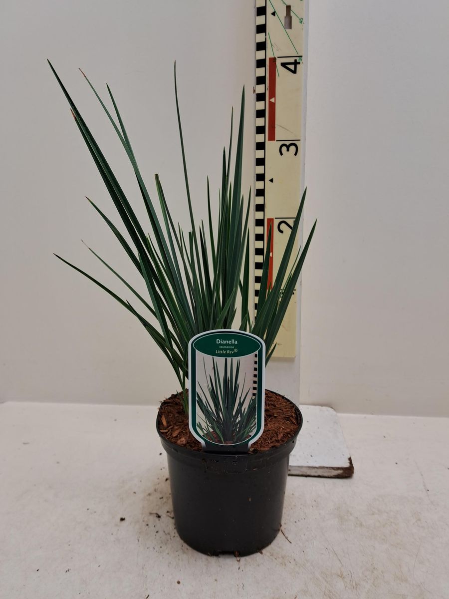 Dianella revoluta LITTLE REV — Plant Wholesale FlorAccess